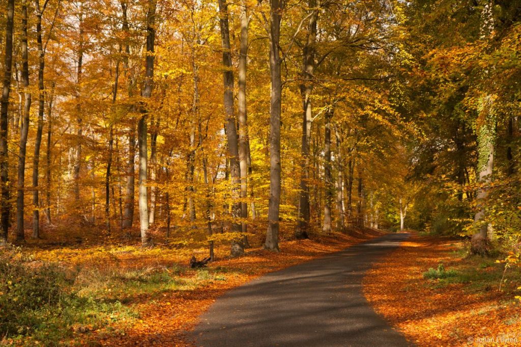Les 13 Plus Belles Forêts de France à Visiter Absolument - Splendia
